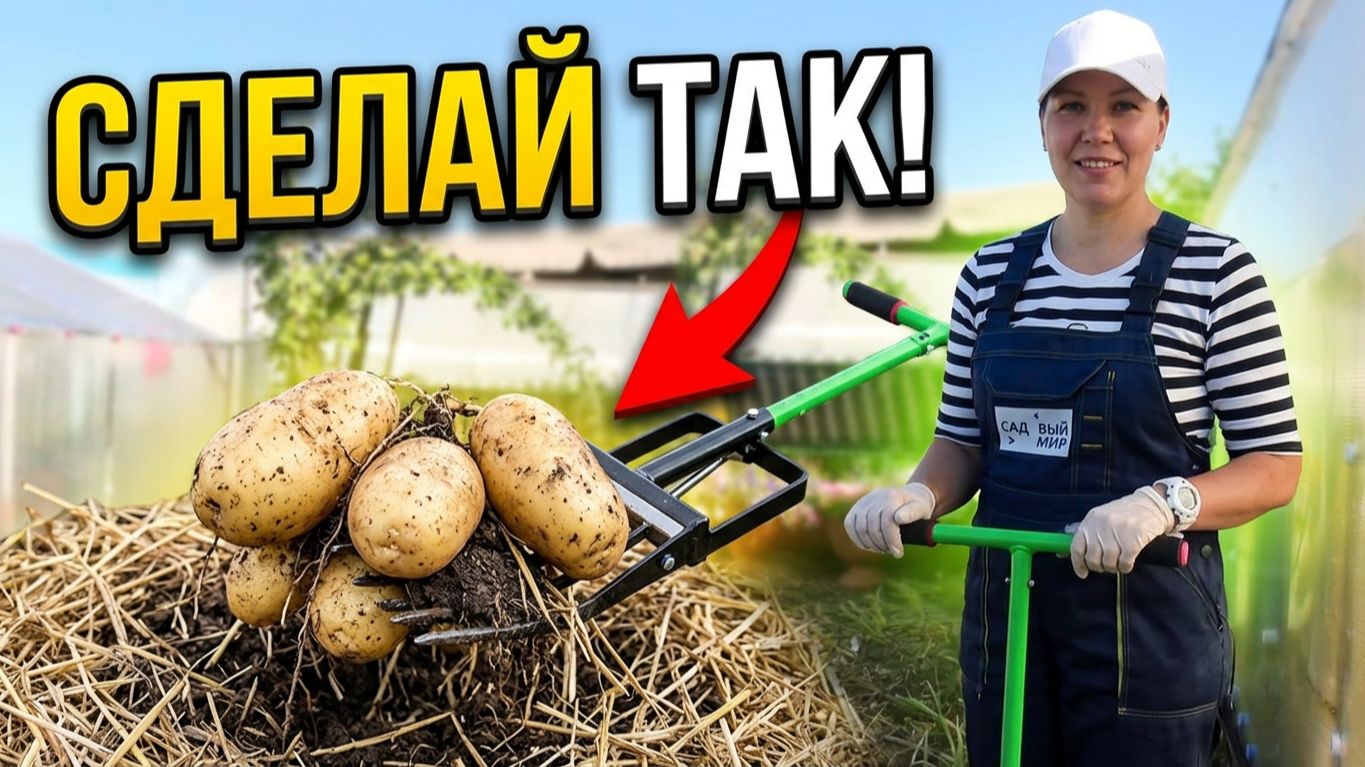 КАРТОФЕЛЬ