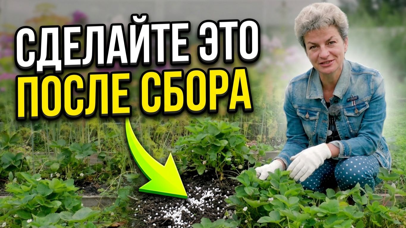 КЛУБНИКА