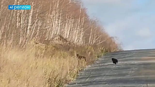 БЕЗ КОММЕНТАРИЕВ