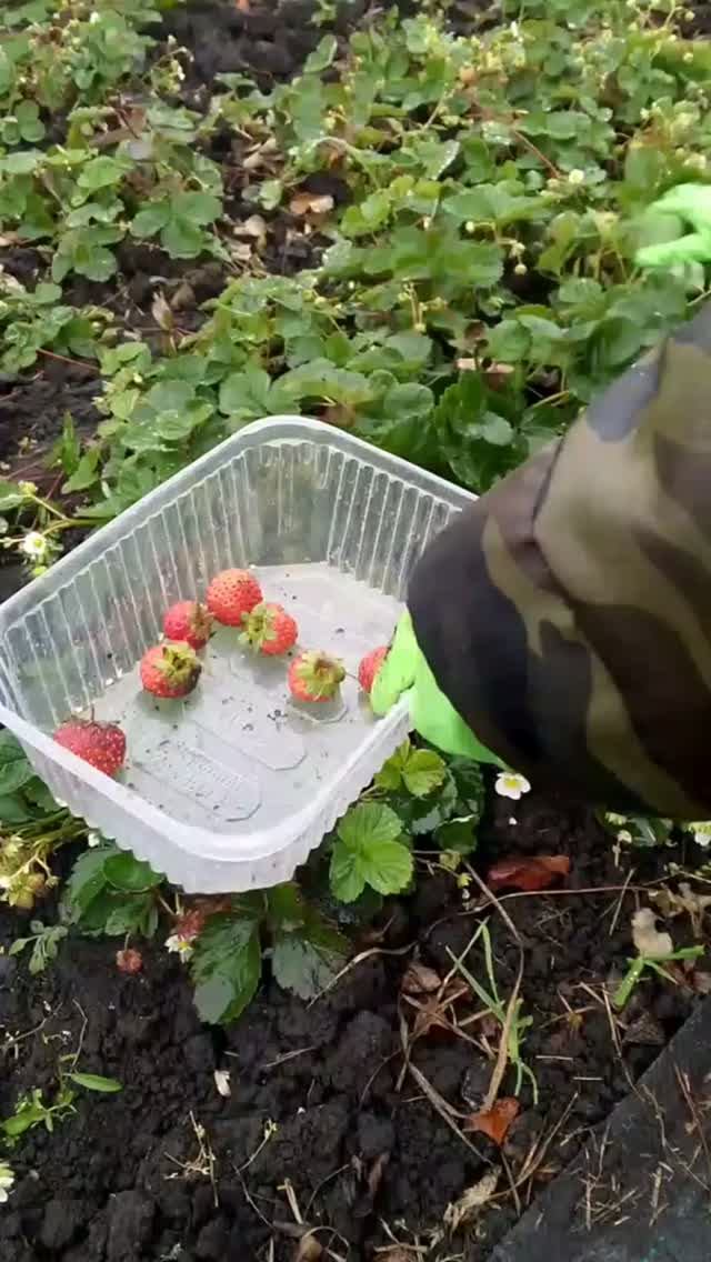 Наш сад и огород