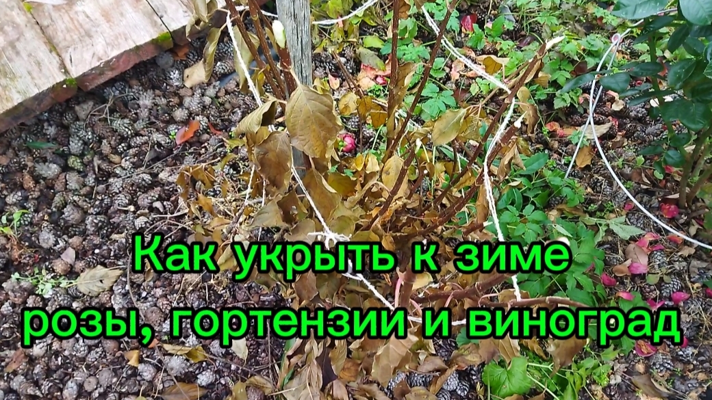 Сад и огород