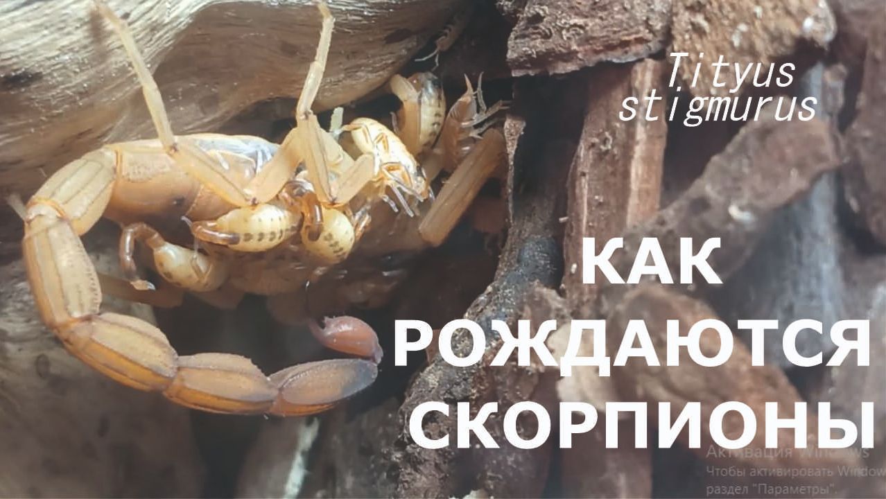 скорпионы