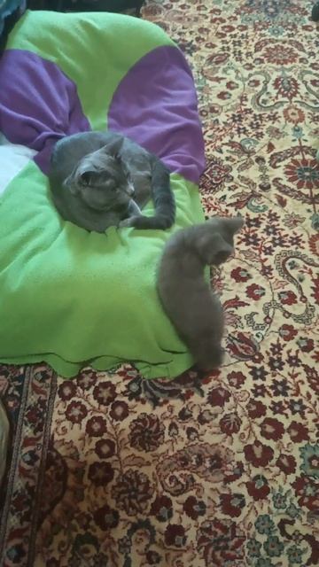 Кот Атос и кот Фантомас