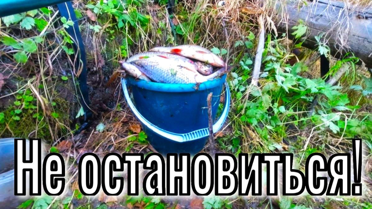 Дары тайги. Грибы, чай, лекарства.