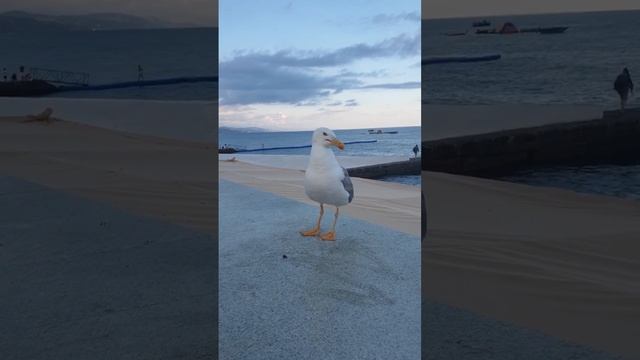 видео