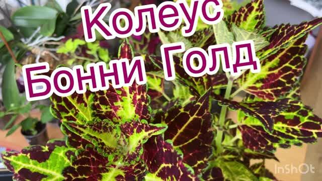 Колеусы.