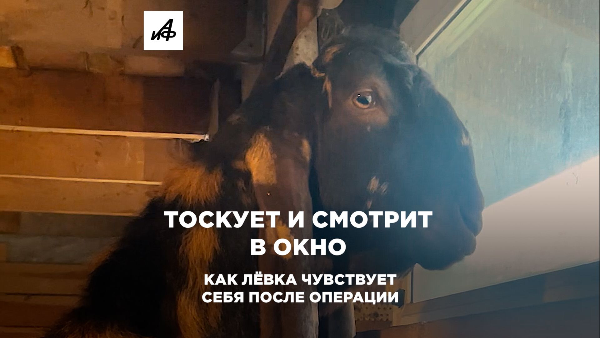 АиФ. Пушистые истории