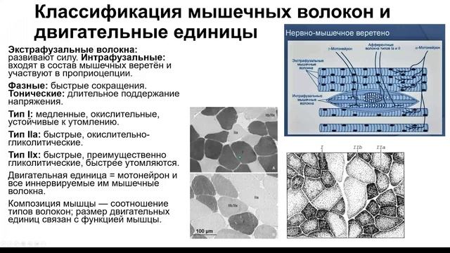 Нормальная физиология