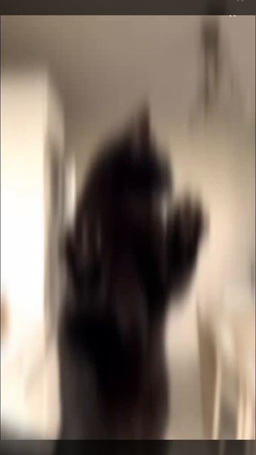Упоратый кот