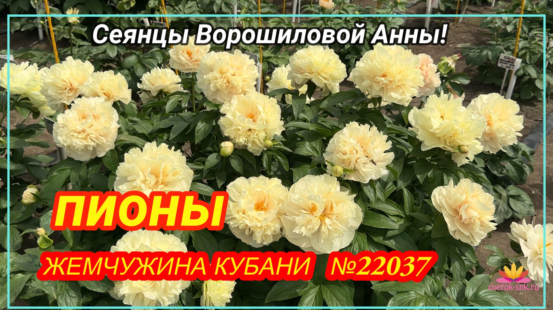 Пионы