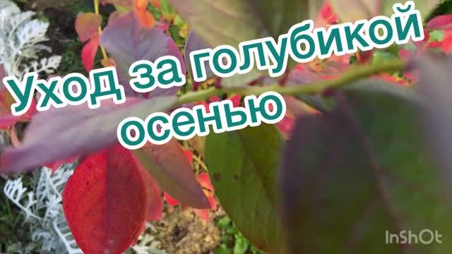 Огород