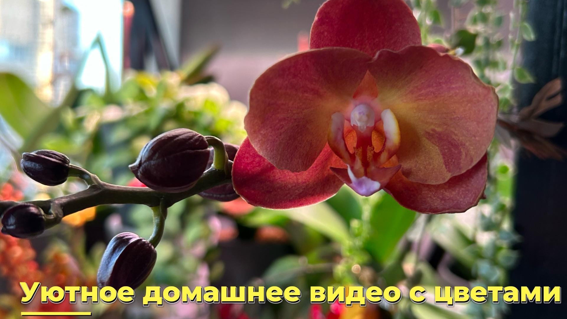 Уход за орхидеями
