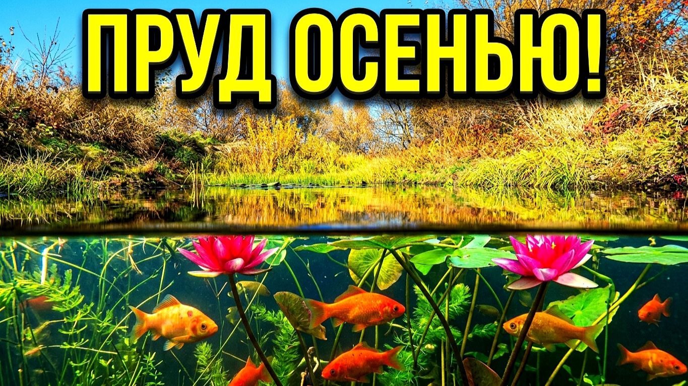 Прудик