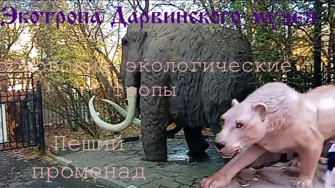 Наши прогулки