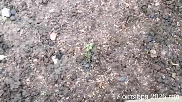 Дача Осень 2026 год. Сентябрь, Октябрь, Ноябрь.