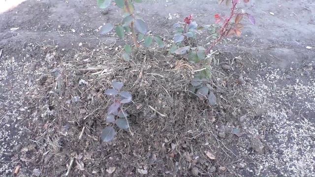 цветы