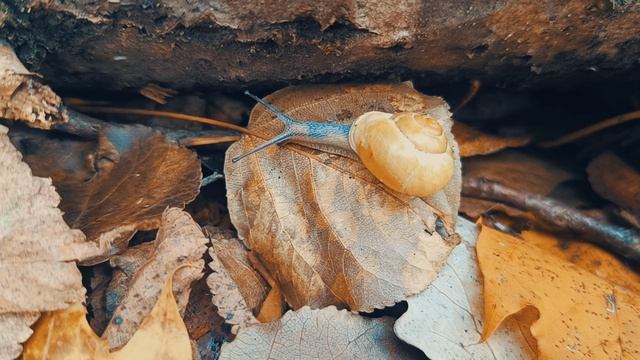 Ambient