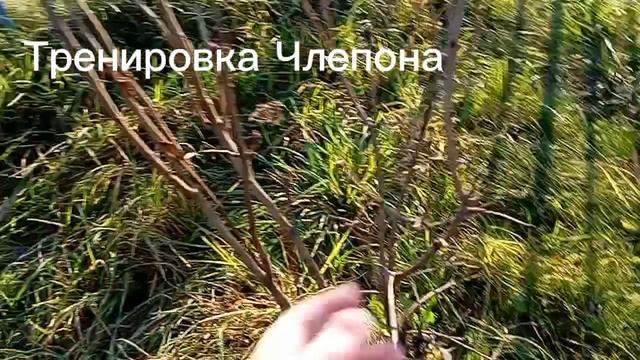 Бессмертие 1 и 2