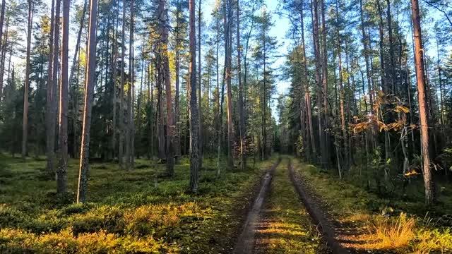 Дары леса,грибалка,сбор ягод