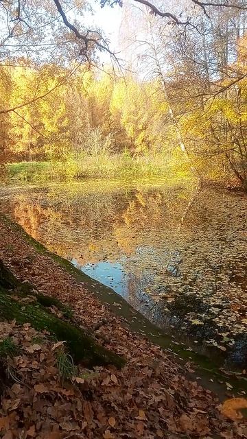 Котики и остальные