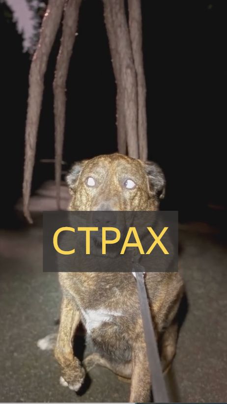 НЕЙРОСЕТИ