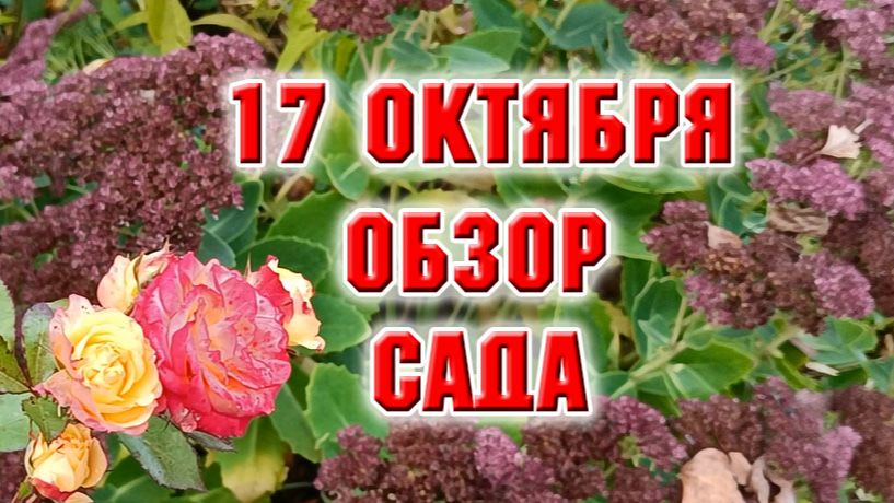 Любимая дача