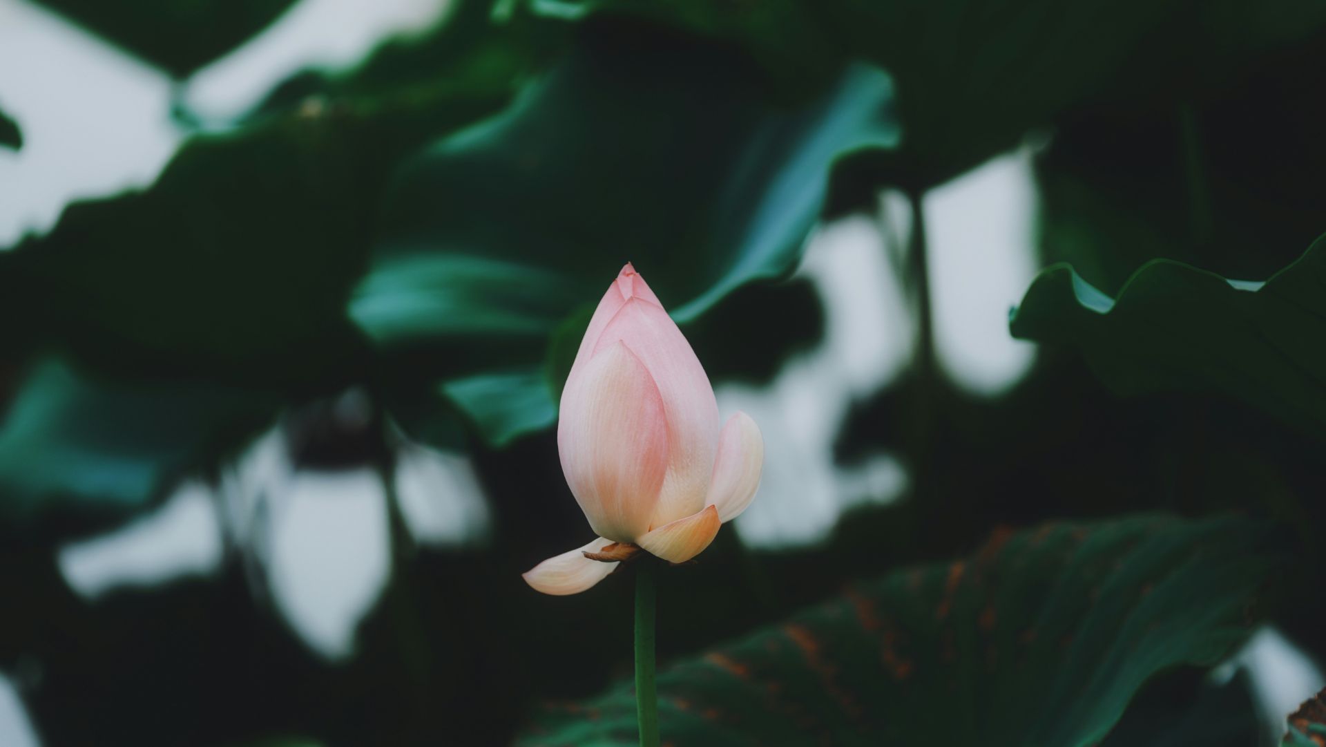 Практики