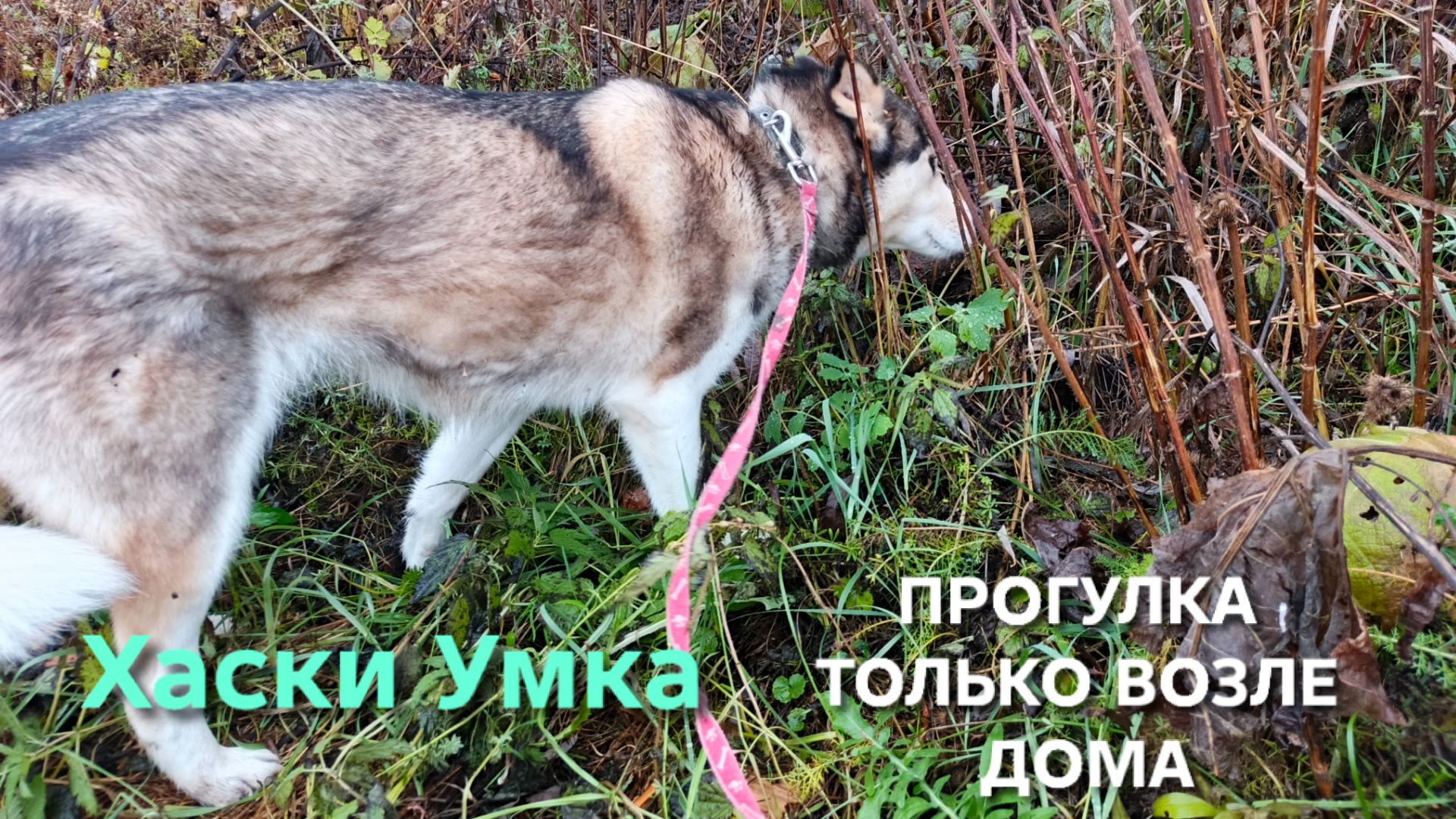 Мои пушистые друзья.