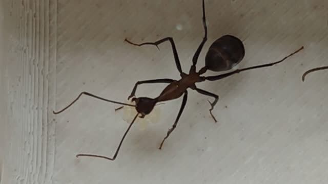 Муравьи Camponotus angusticollis