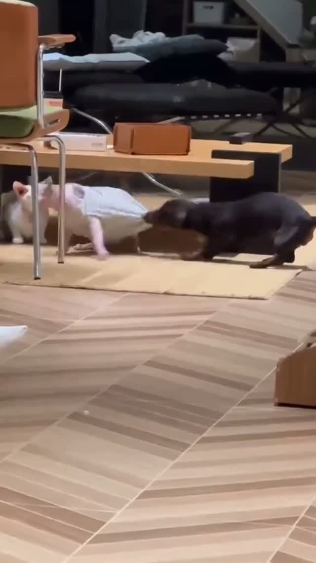 животные