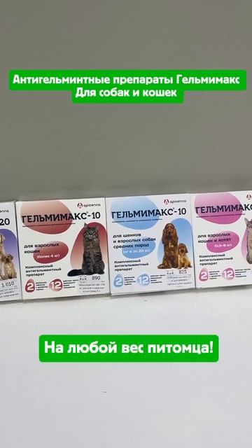 Будни «Мистер Гав» 🐶