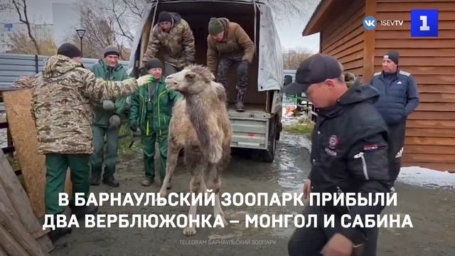 Без комментариев