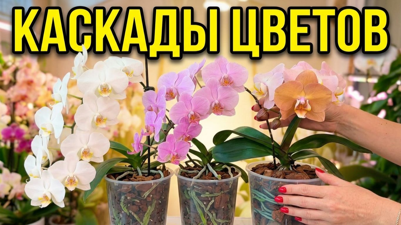 О цветении орхидей.
