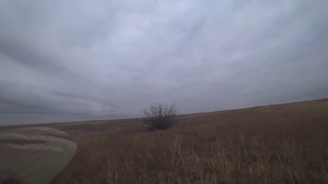 Дратхаар Горец фом Крейдеберг