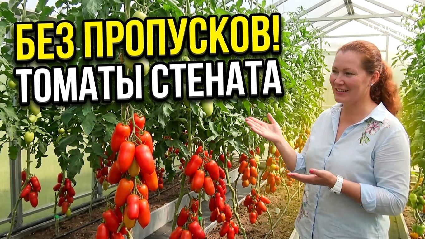 ТОМАТЫ