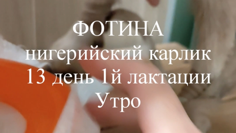 ФОТИНА нигерийский карлик 1я лактация