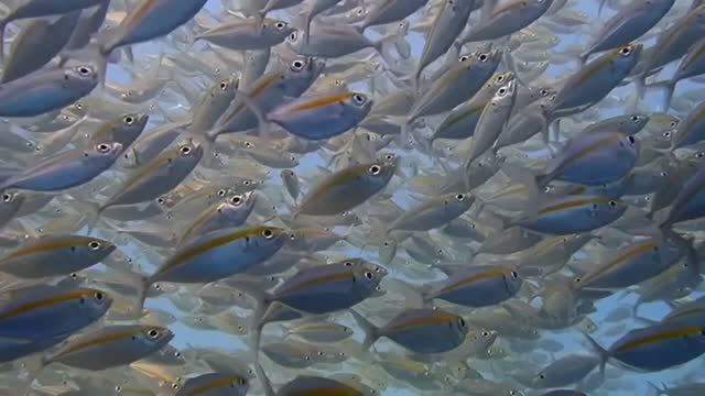 Каранговые, Ставридовые, Колючие макрели, Карангиды. Семейство Carangidae. Отряд Окунеобразные.