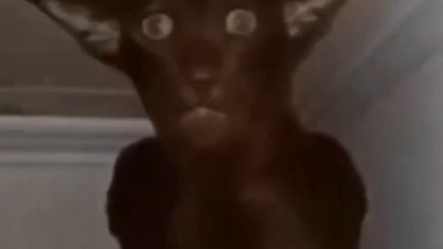 Все видео