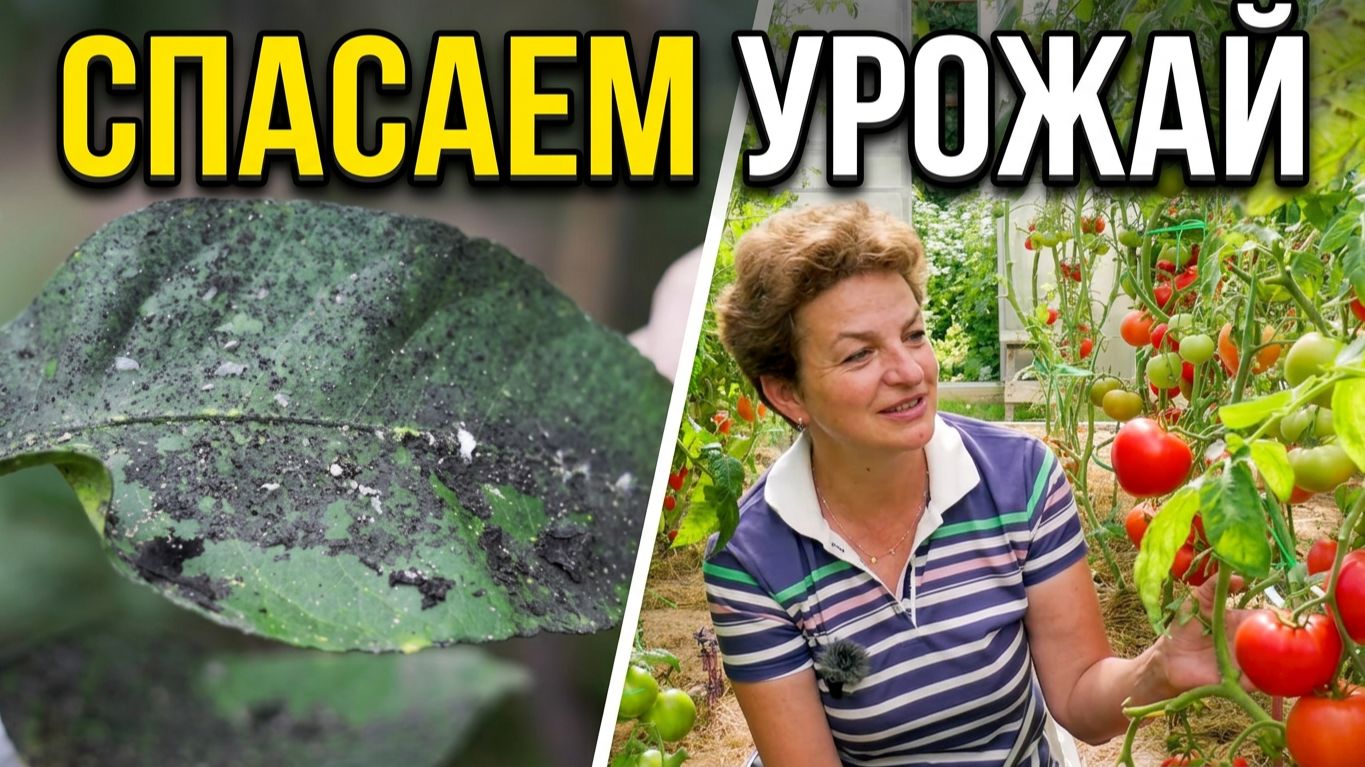 СРЕДСТВА ОТ НАСЕКОМЫХ
