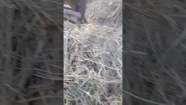 Козья жизнь