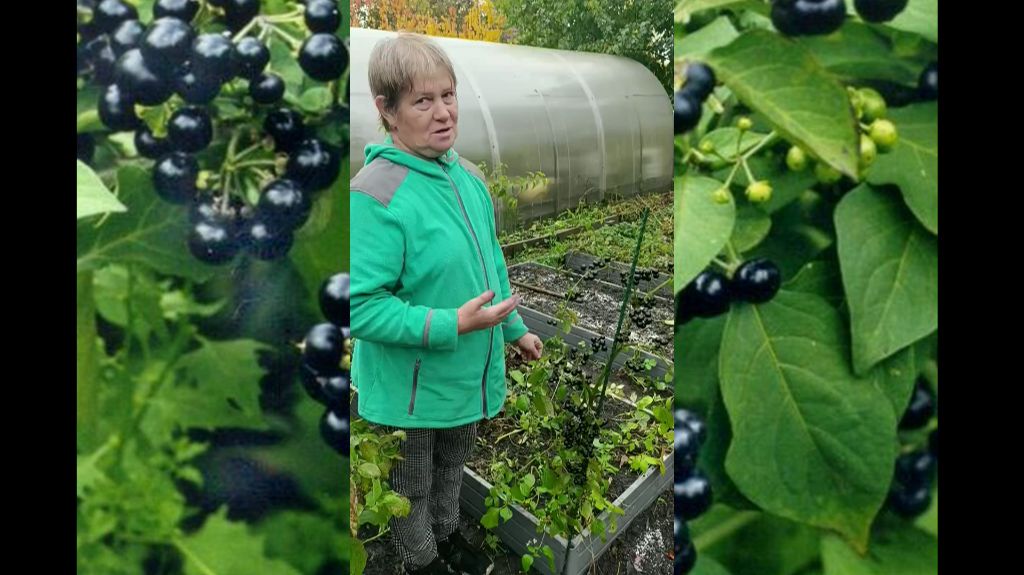 Садоводство, овощеводство, цветоводство