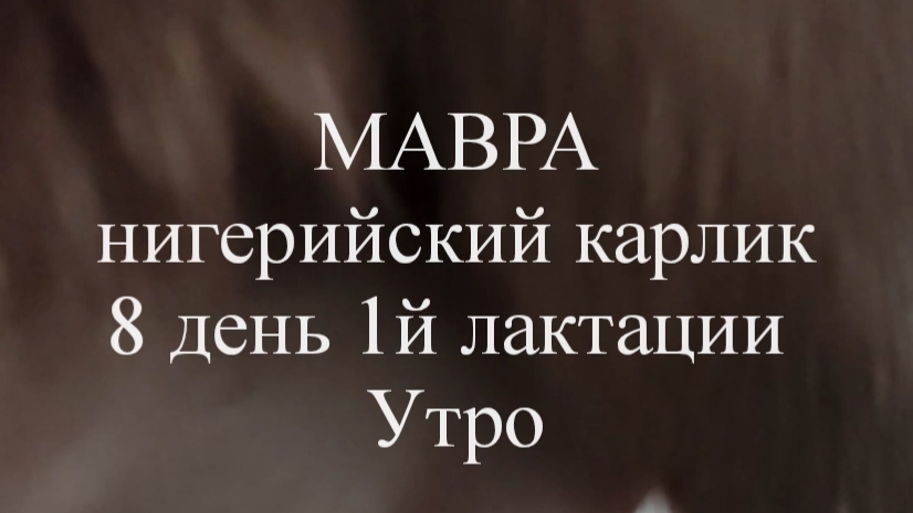 МАВРА нигерийский карлик 1я лактация