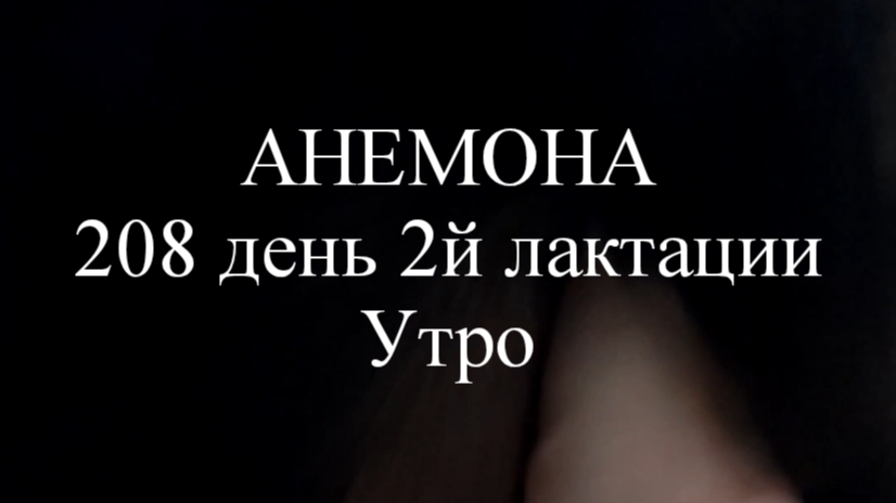 АНЕМОНА кн50 /2я лактация/