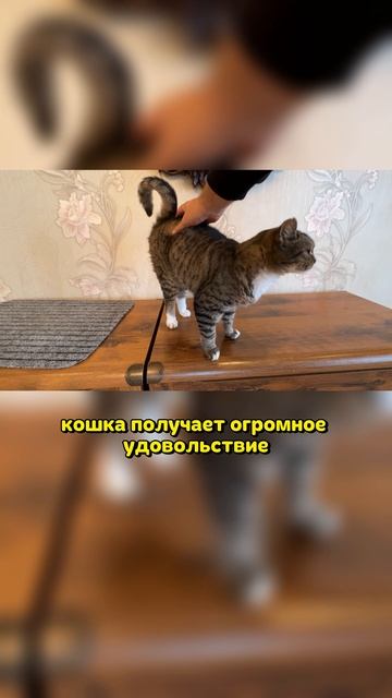 ШОРСТ А НУ-КА ДАВАЙ-КА