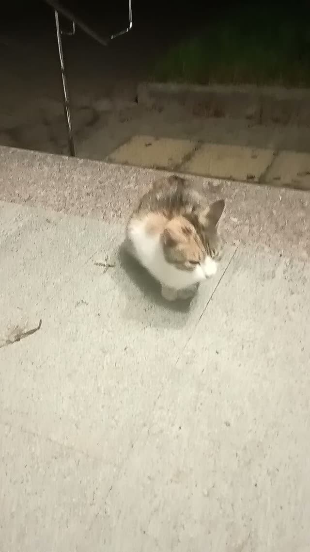 Любимые животные ″КОШКИ″