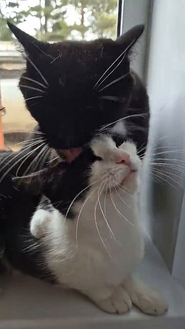 Мои четыре кота и кошечка