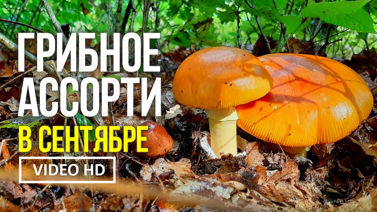 Гибные охоты