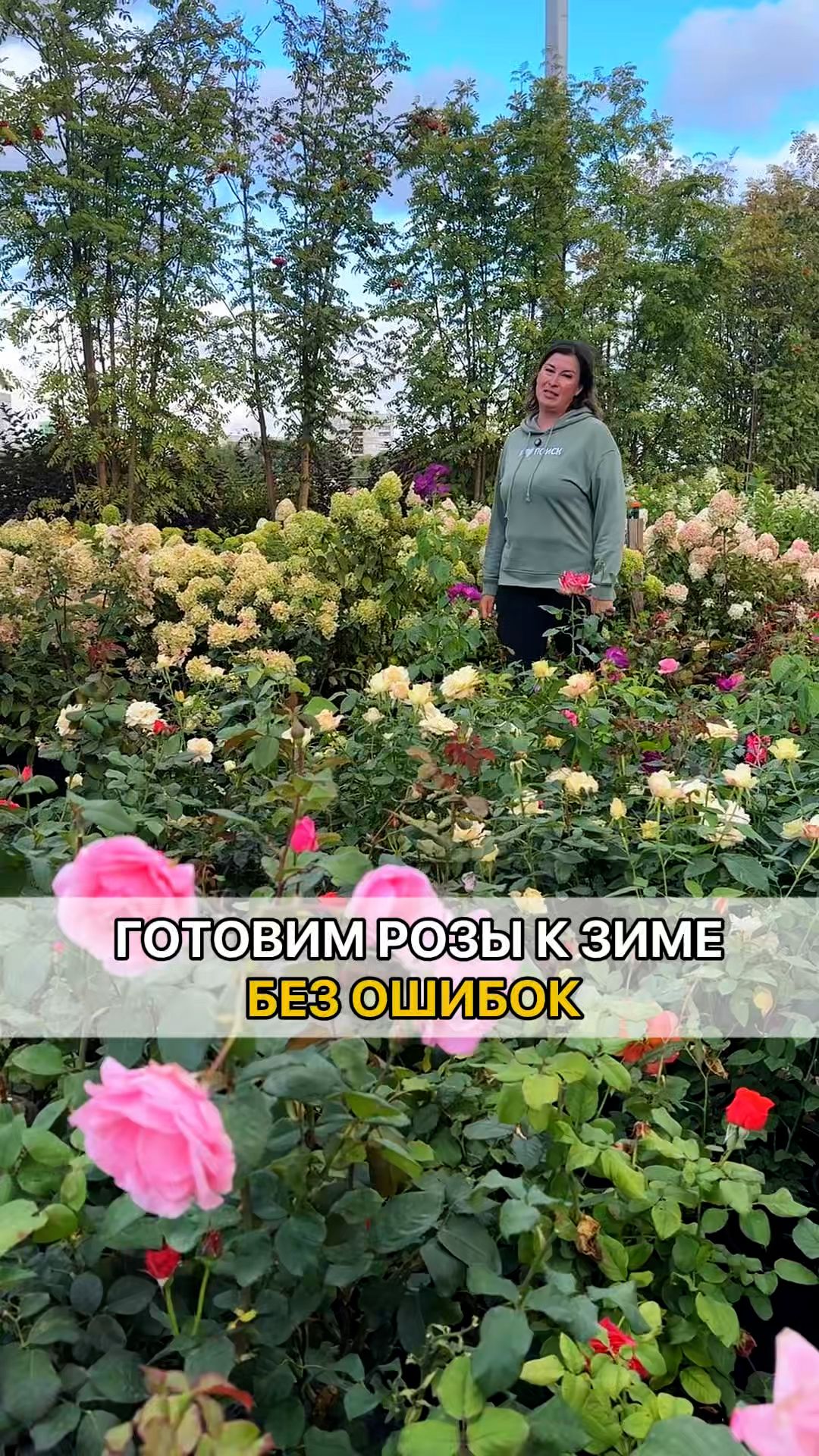 Розы