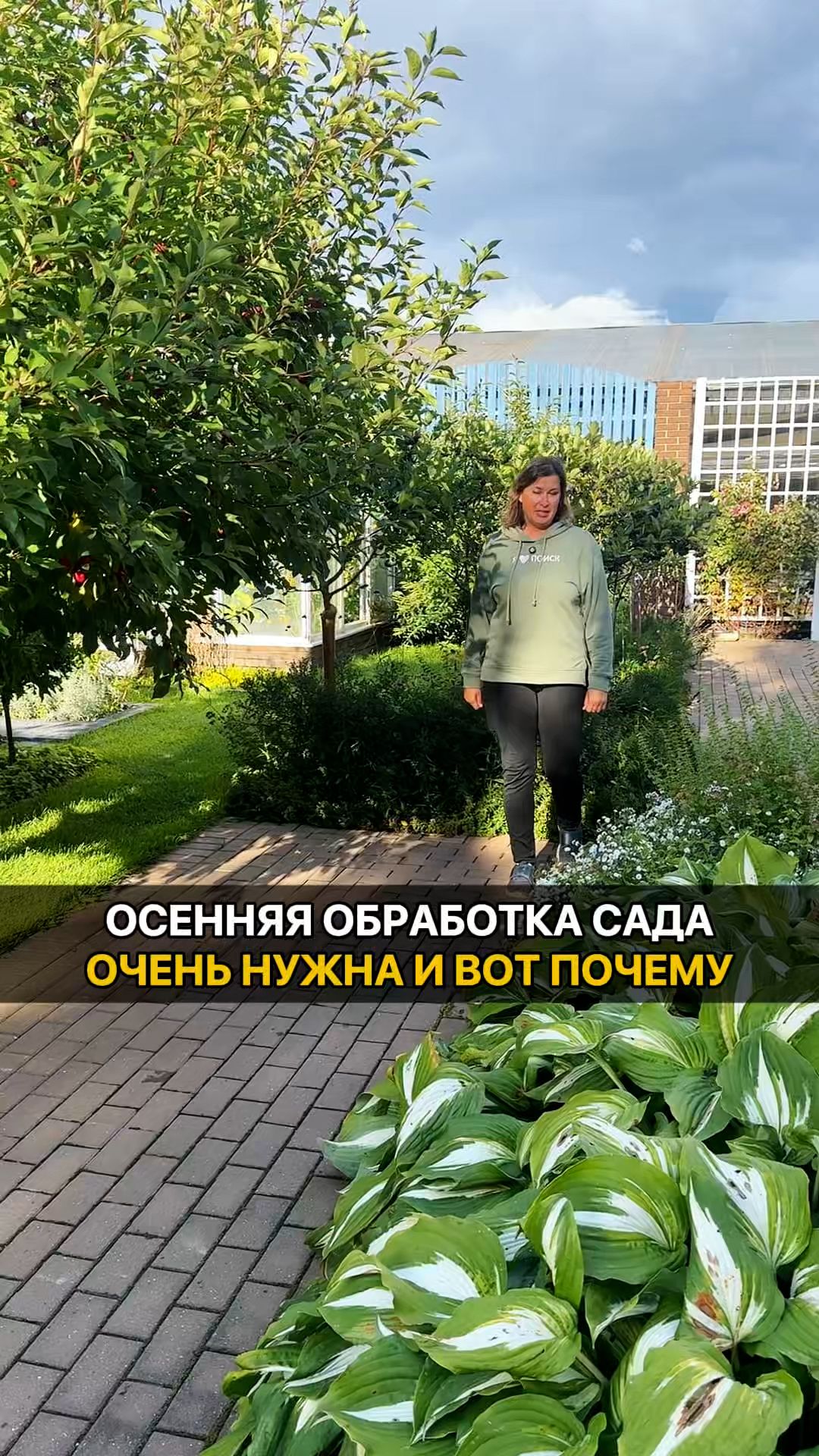 Кустарники. декоративные и плодовые деревья