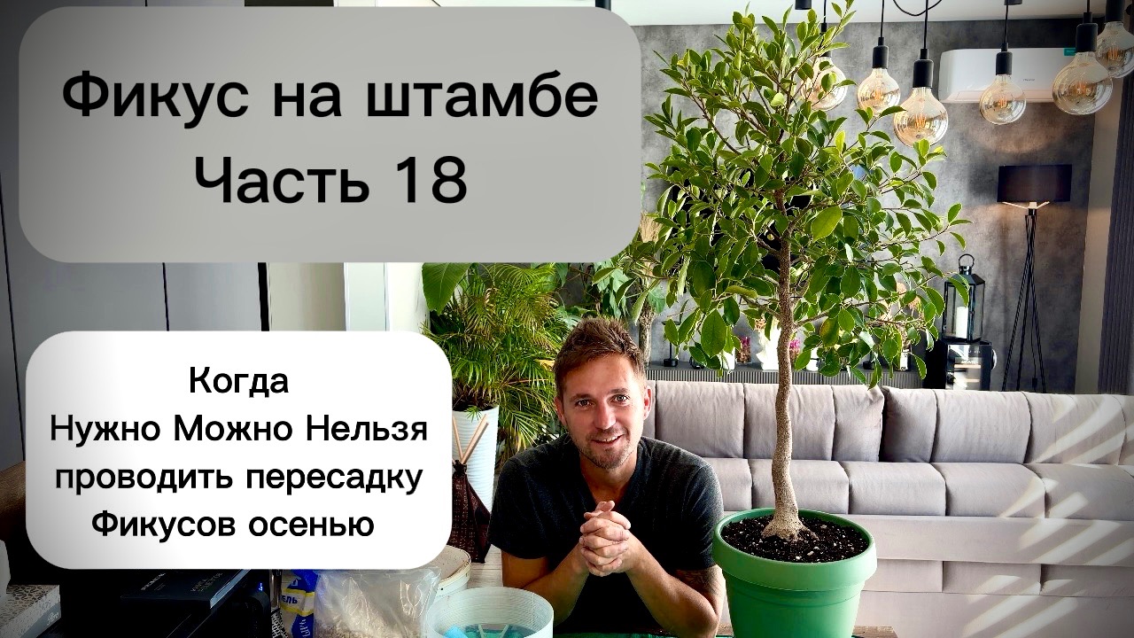 Фикус на штамбе